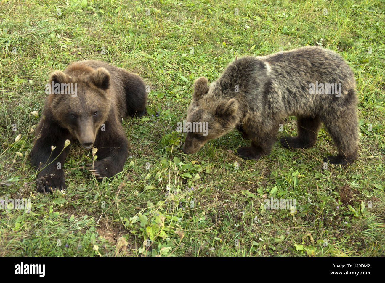 Croatia, Dalmatia, Kuterevo with Otocac, brown bears in the bear's ...