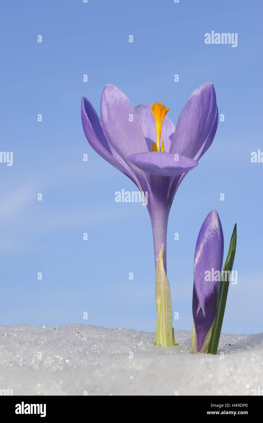 Crocuses Snow High Resolution Stock Photography and Images - Alamy
