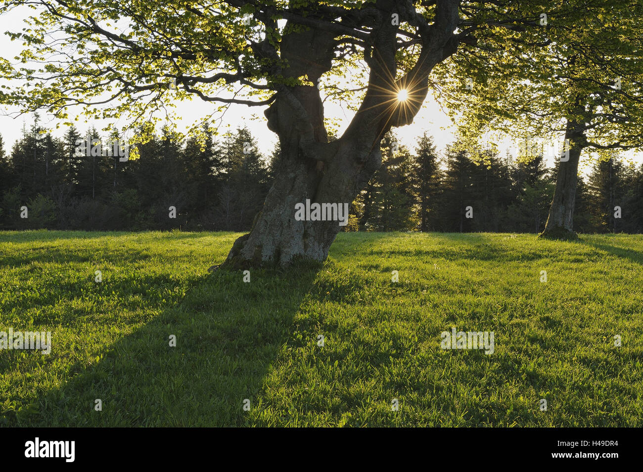 beech trees, the sun, sunrays, Fagus sylvatica, crooked, Germany, Baden ...