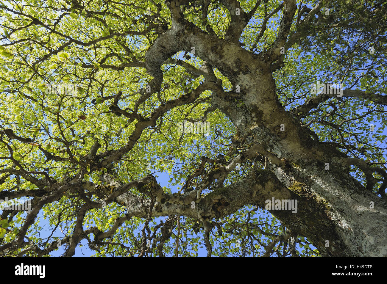 Beech, Fagus sylvatica, tree top, Germany, Baden-Wurttemberg, Black ...