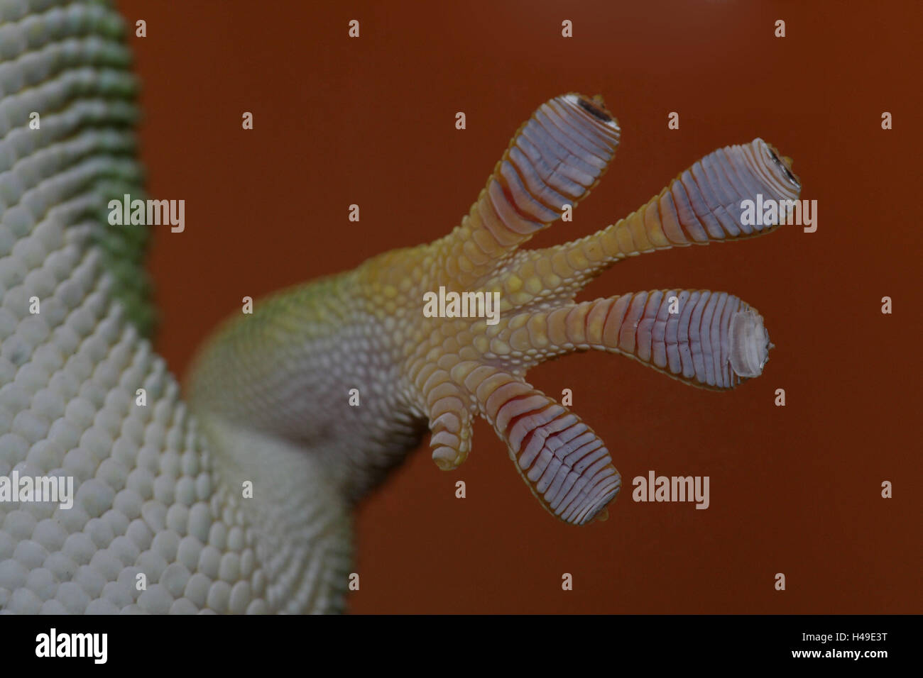 Big madagascar tag gecko hi-res stock photography and images - Alamy