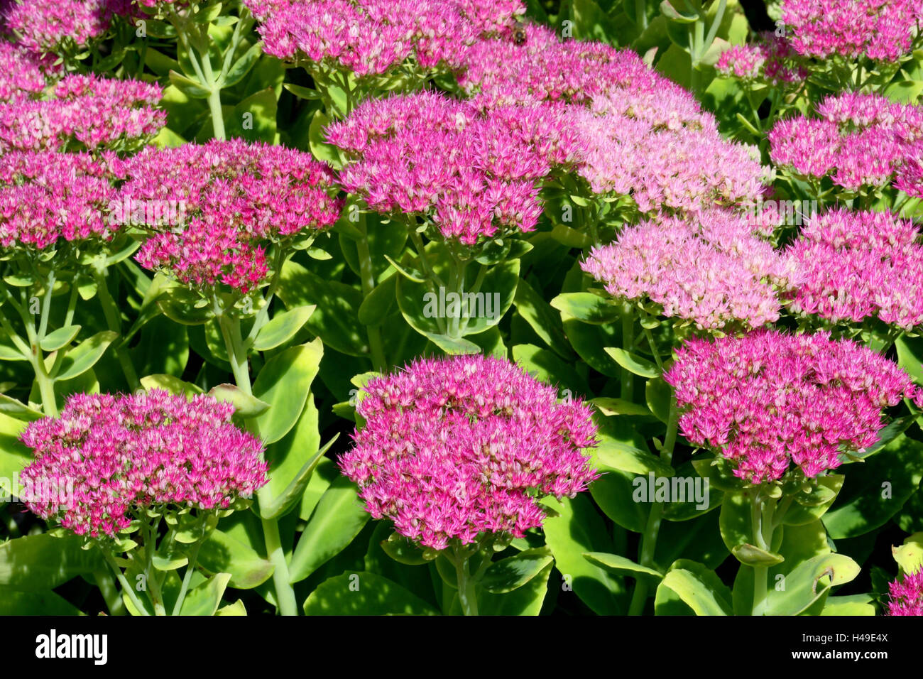 Splendour bold hi-res stock photography and images - Alamy