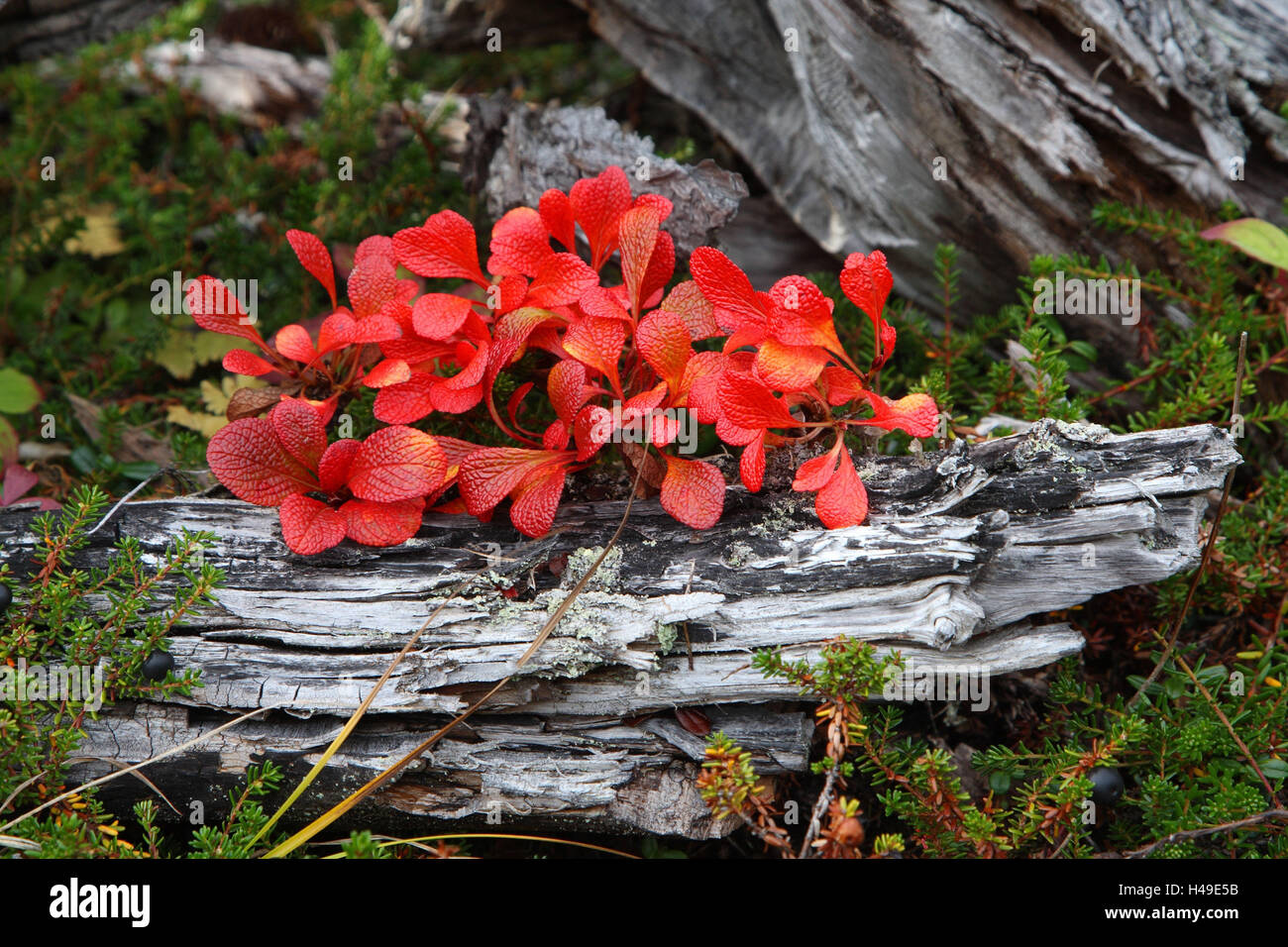 Root leaves hi-res stock photography and images - Alamy