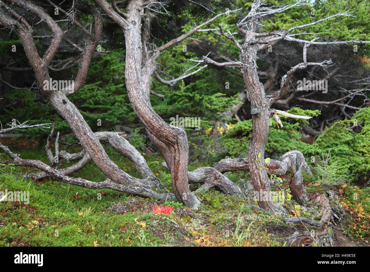 Dead trees alaska hi-res stock photography and images - Alamy