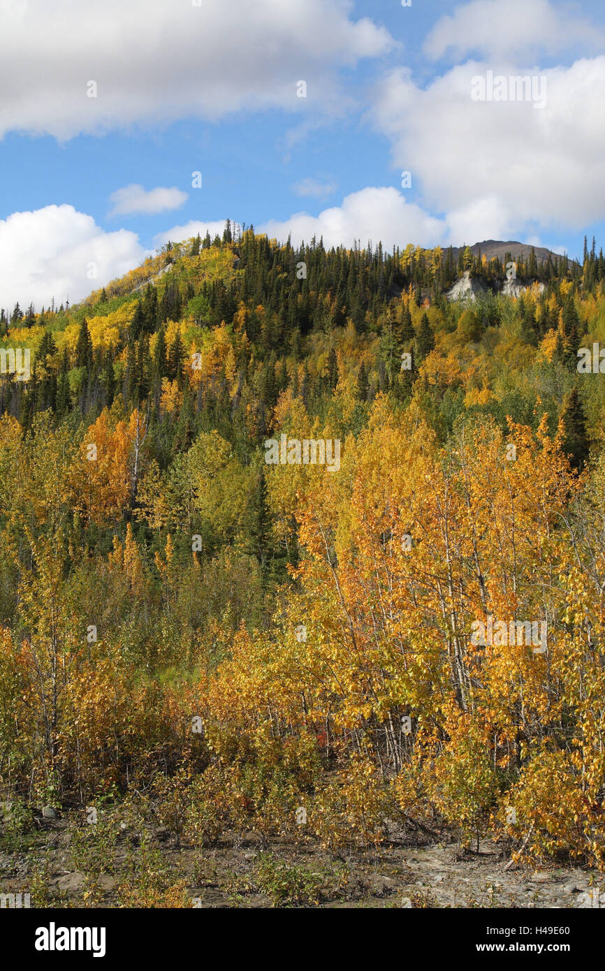 Nature, scenery, hill, trees, autumn, USA, Alaska Stock Photo - Alamy