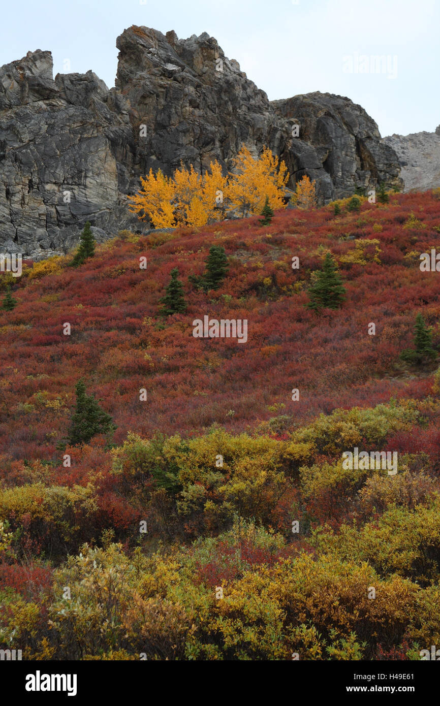 USA, Alaska, Denali National Park, autumn Stock Photo - Alamy