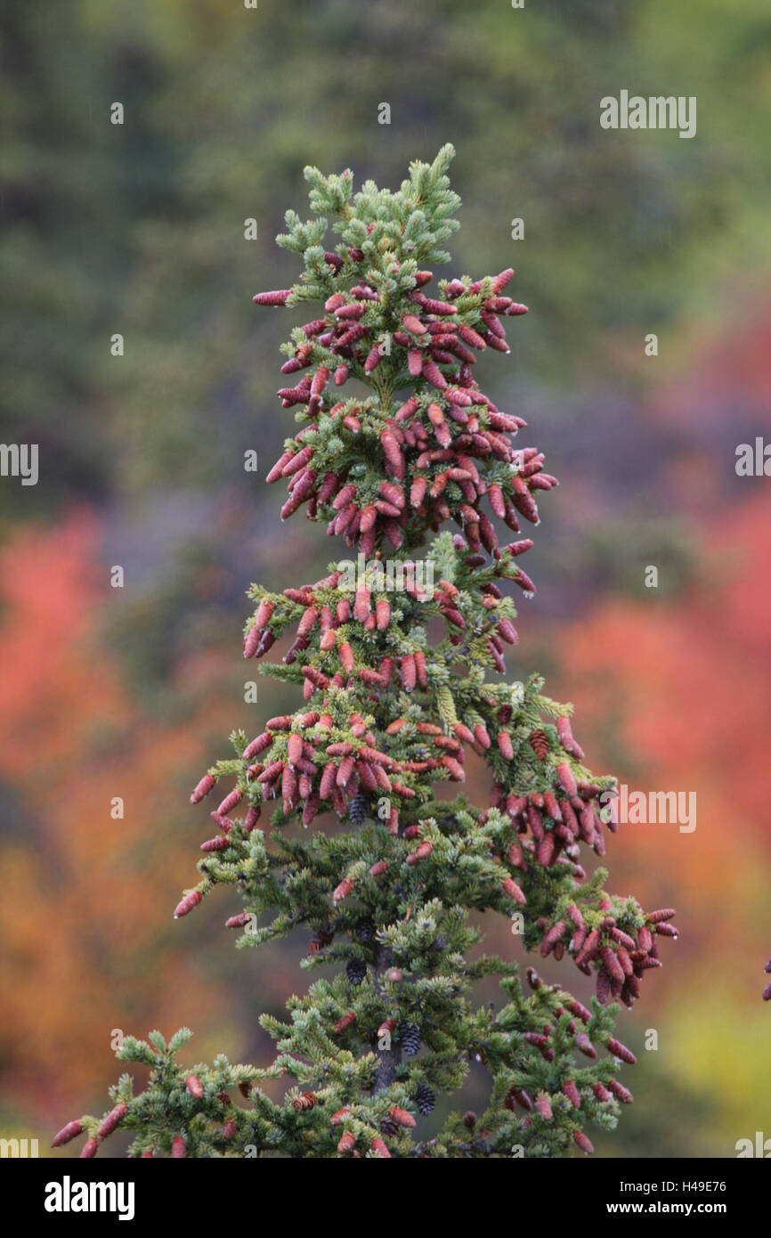 White spruce hi-res stock photography and images - Alamy