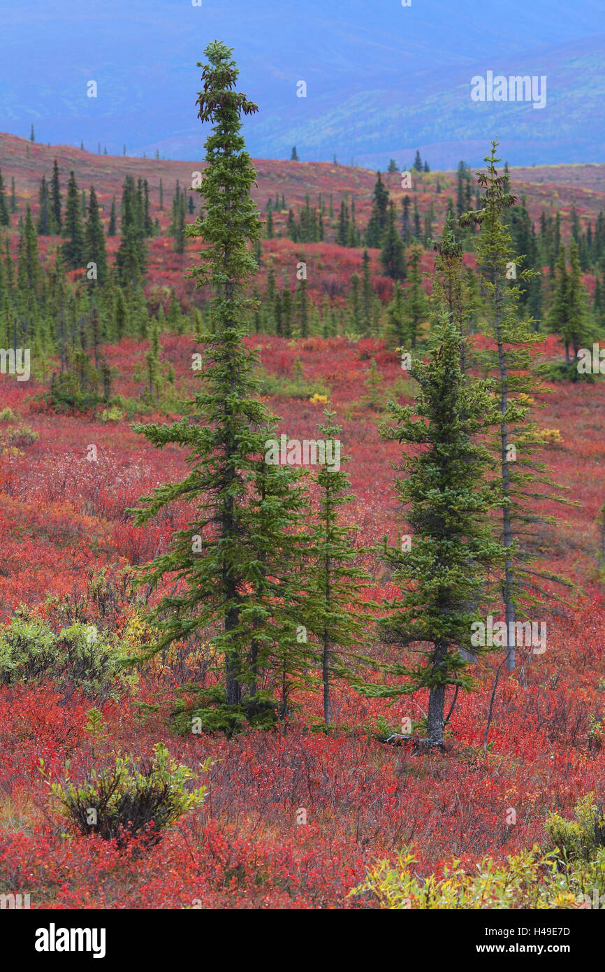 Alaska tundra hi-res stock photography and images - Alamy