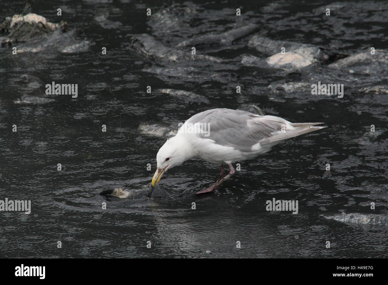 Bering gull, food, salmon, eat Stock Photo - Alamy