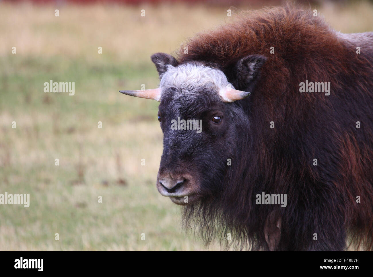 Ox animal hi-res stock photography and images - Alamy