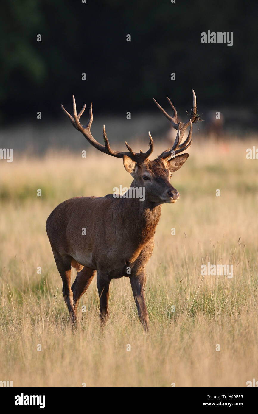 Red deer mammals hi-res stock photography and images - Alamy