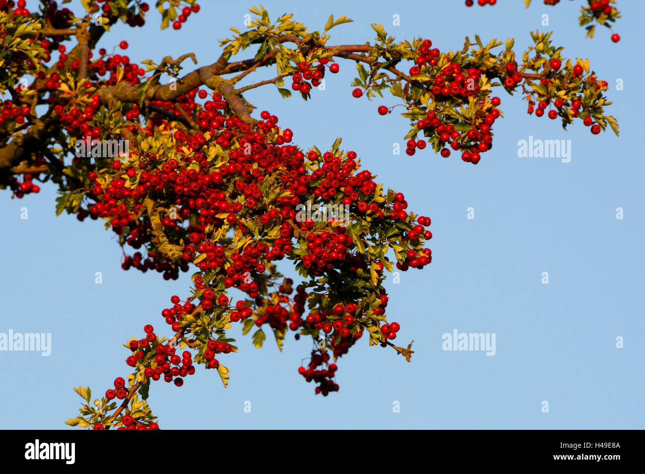 Whitethorn plant hi-res stock photography and images - Alamy