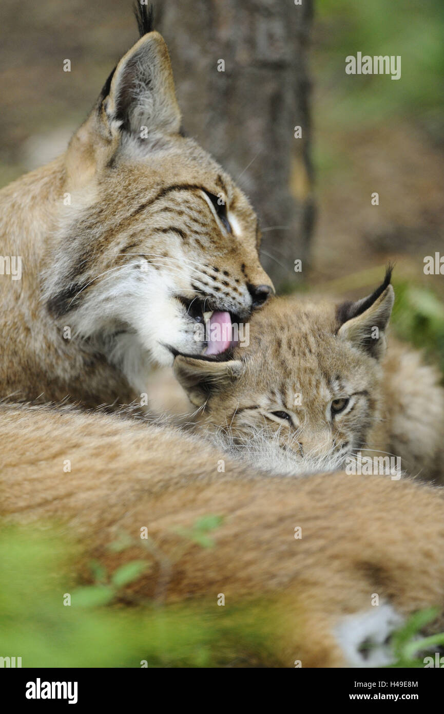 Mother and baby lynx hi-res stock photography and images - Alamy