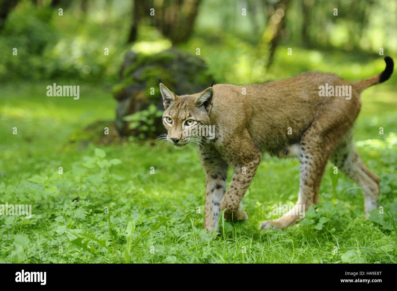 Eurasian lynx, Lynx lynx, looking at camera Stock Photo - Alamy