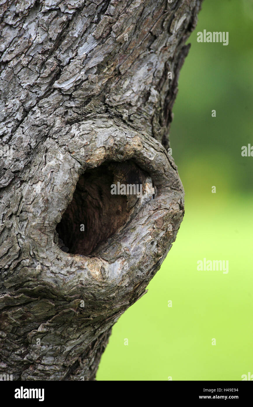 Knothole, tree, bark Stock Photo - Alamy