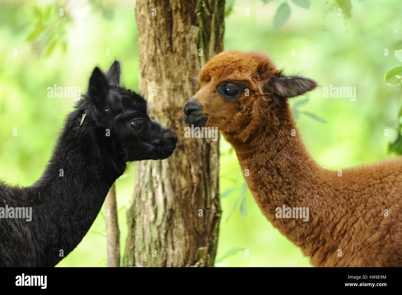 Lama, lama glama, portrait Stock Photo - Alamy