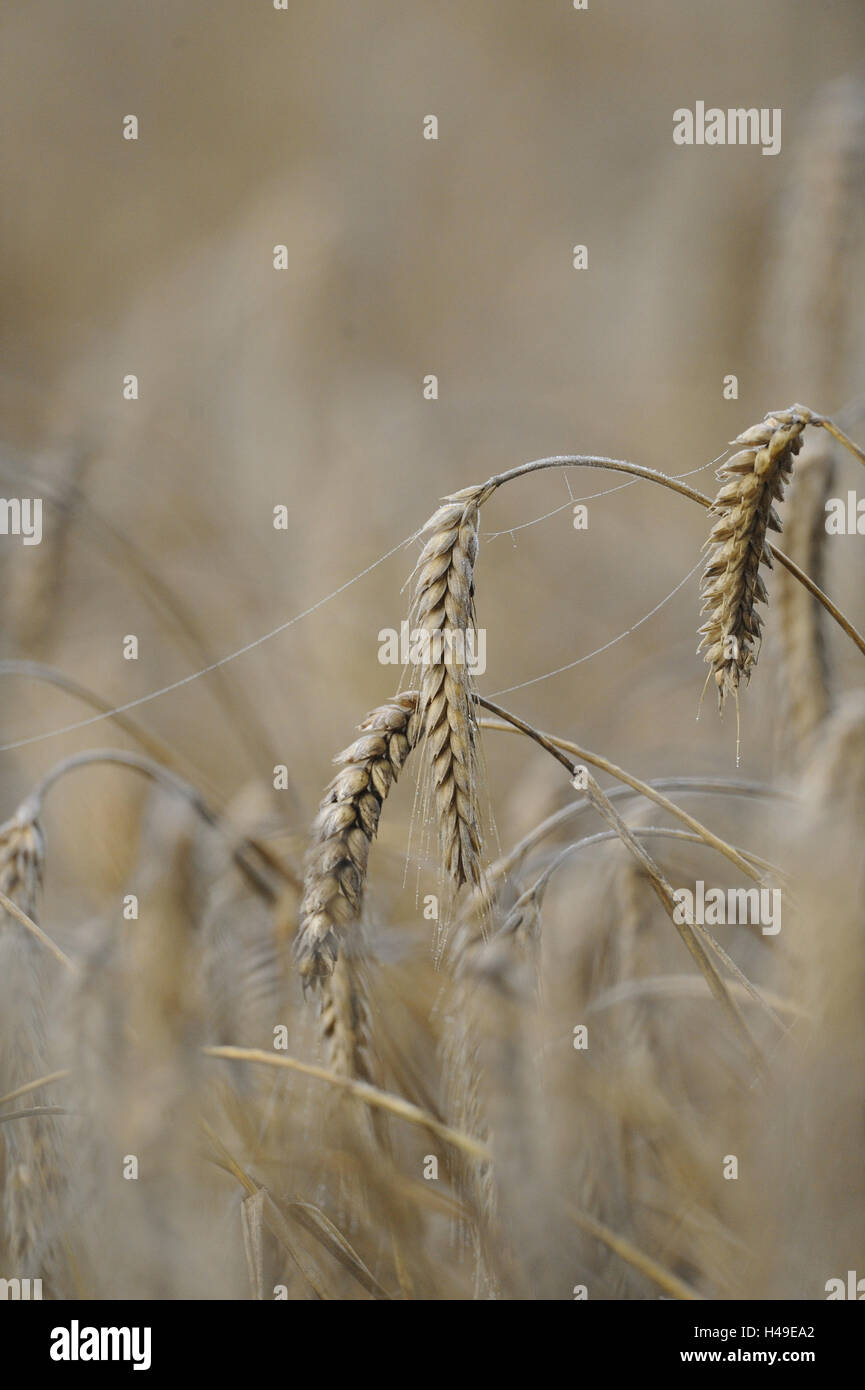 Barley, Hordeum vulgare, ears, detail, medium close-up Stock Photo - Alamy