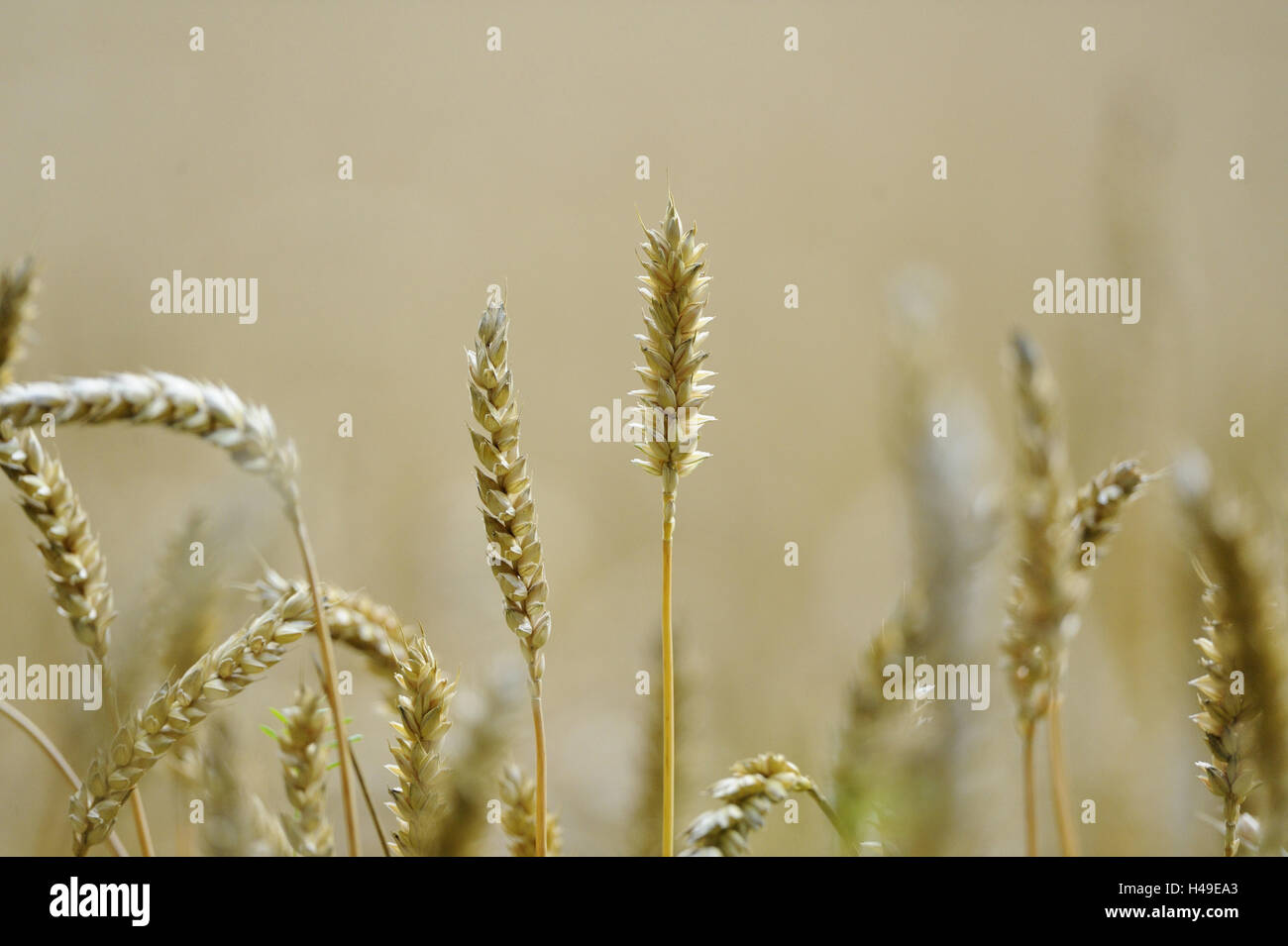 Triticum aestivum subsp spelta hi-res stock photography and images - Alamy