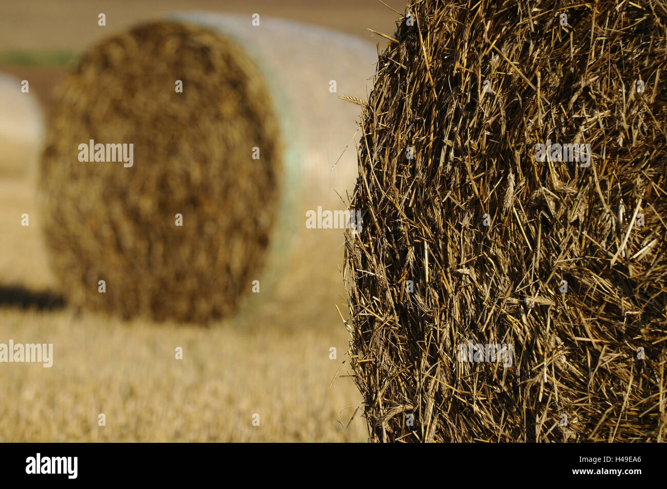 Hay bales, grain-field, medium close-up Stock Photo - Alamy