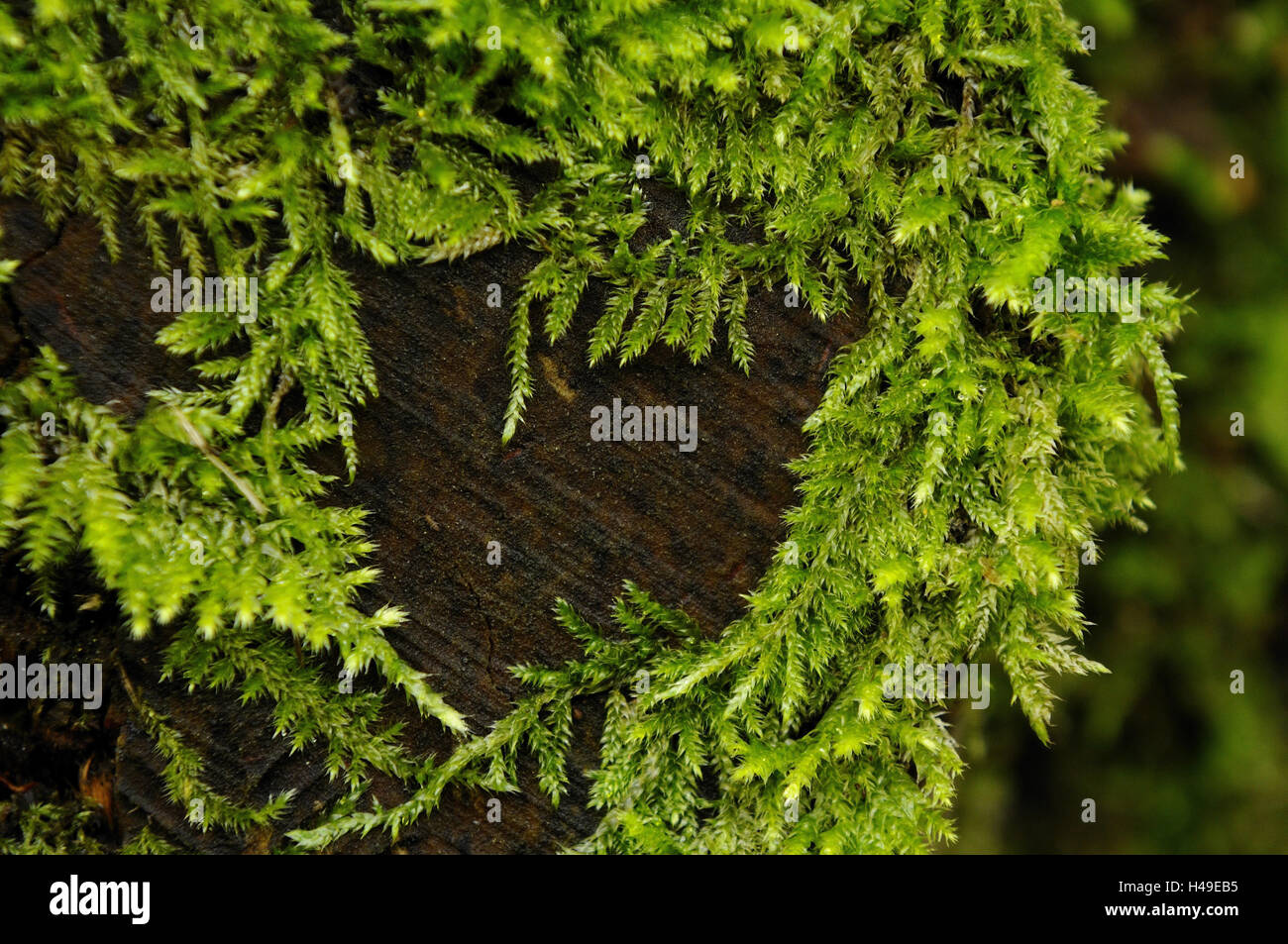 Swan neck-Stern's moss, Mnium hornum, moss, trunk, rotten Stock Photo ...
