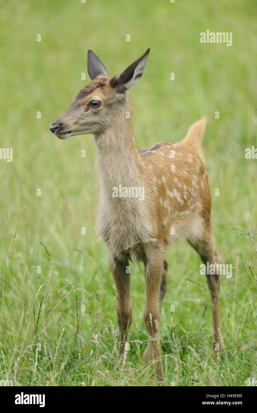 Medium fawn hi-res stock photography and images - Alamy
