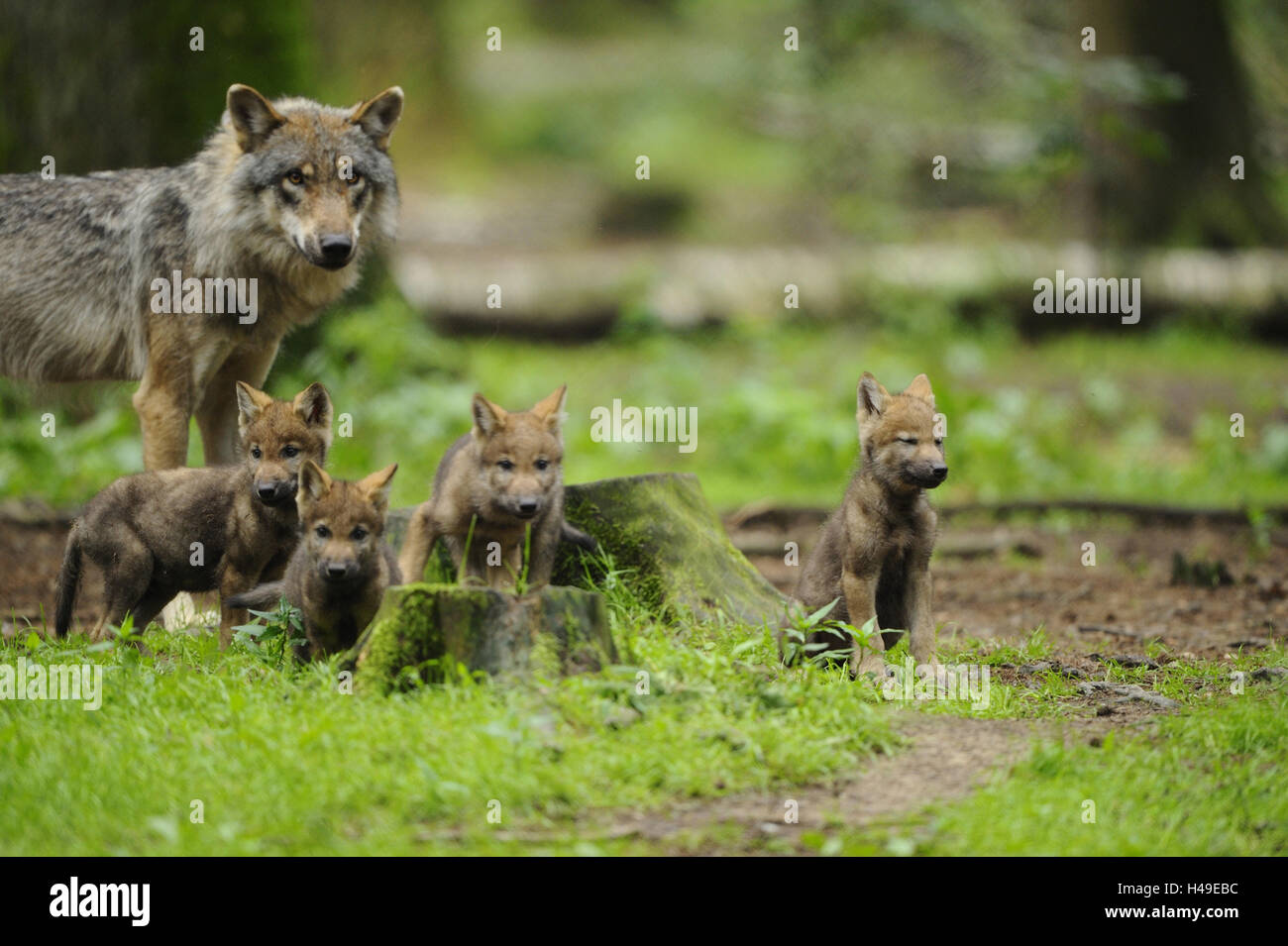 Wolves, Canis lupus, female wolf, puppies, looking at camera Stock ...