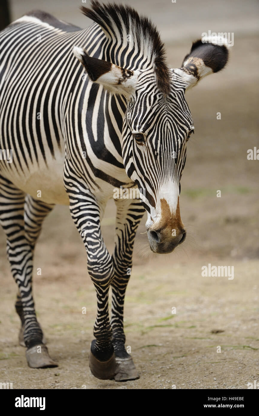 Grevyzebra, Equus grevyi Stock Photo - Alamy