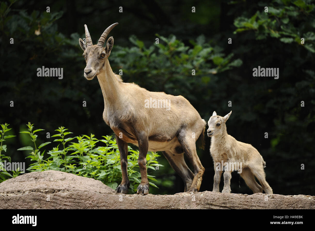 Alp ibexes, Capra ibex, nanny-goat, kid, view camera Stock Photo - Alamy