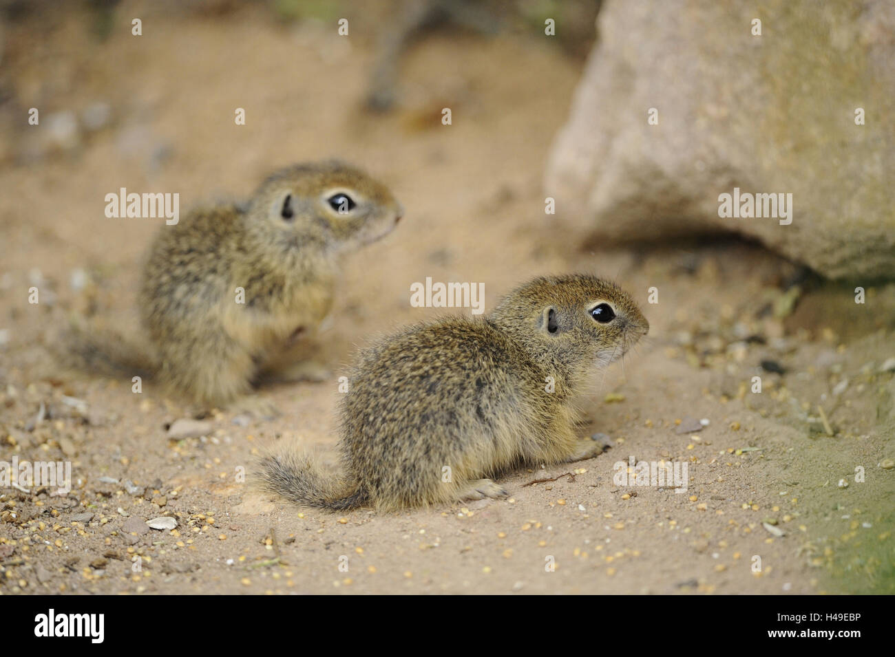 European Ziesel, Spermophilus citellus, young animals Stock Photo - Alamy
