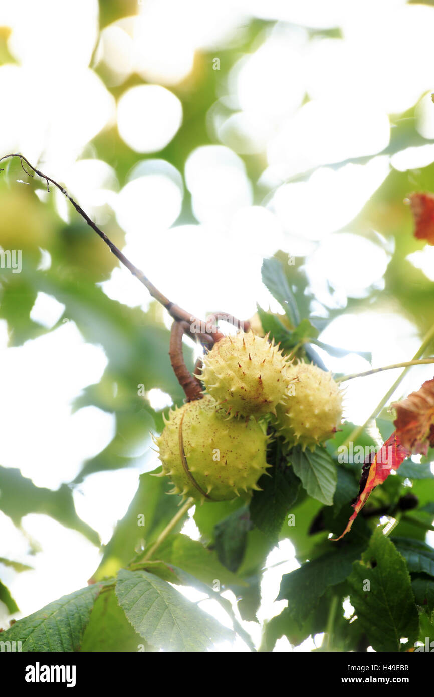 Leaves fruits chestnut tree hi-res stock photography and images - Alamy