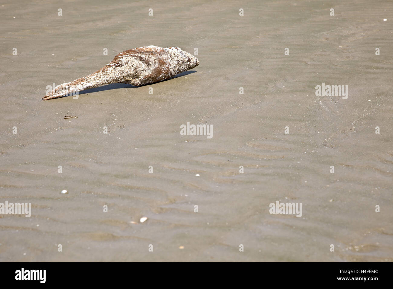 Flotsam and jetsam, fish, North Sea beach Stock Photo - Alamy