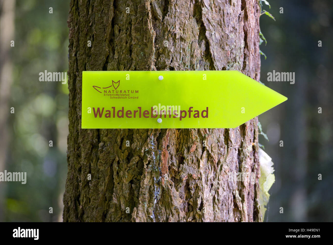 Germany, Swabian Gmünd, tree, signpost, experience wood path Naturatum ...