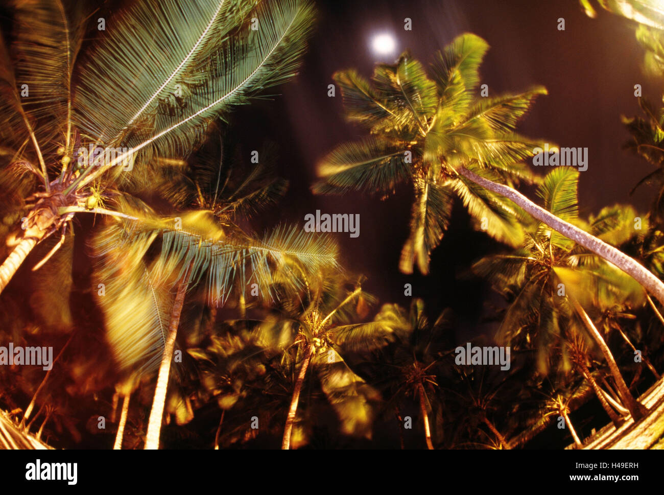 Africa, Kenya, coconut trees, blur, evening Stock Photo - Alamy