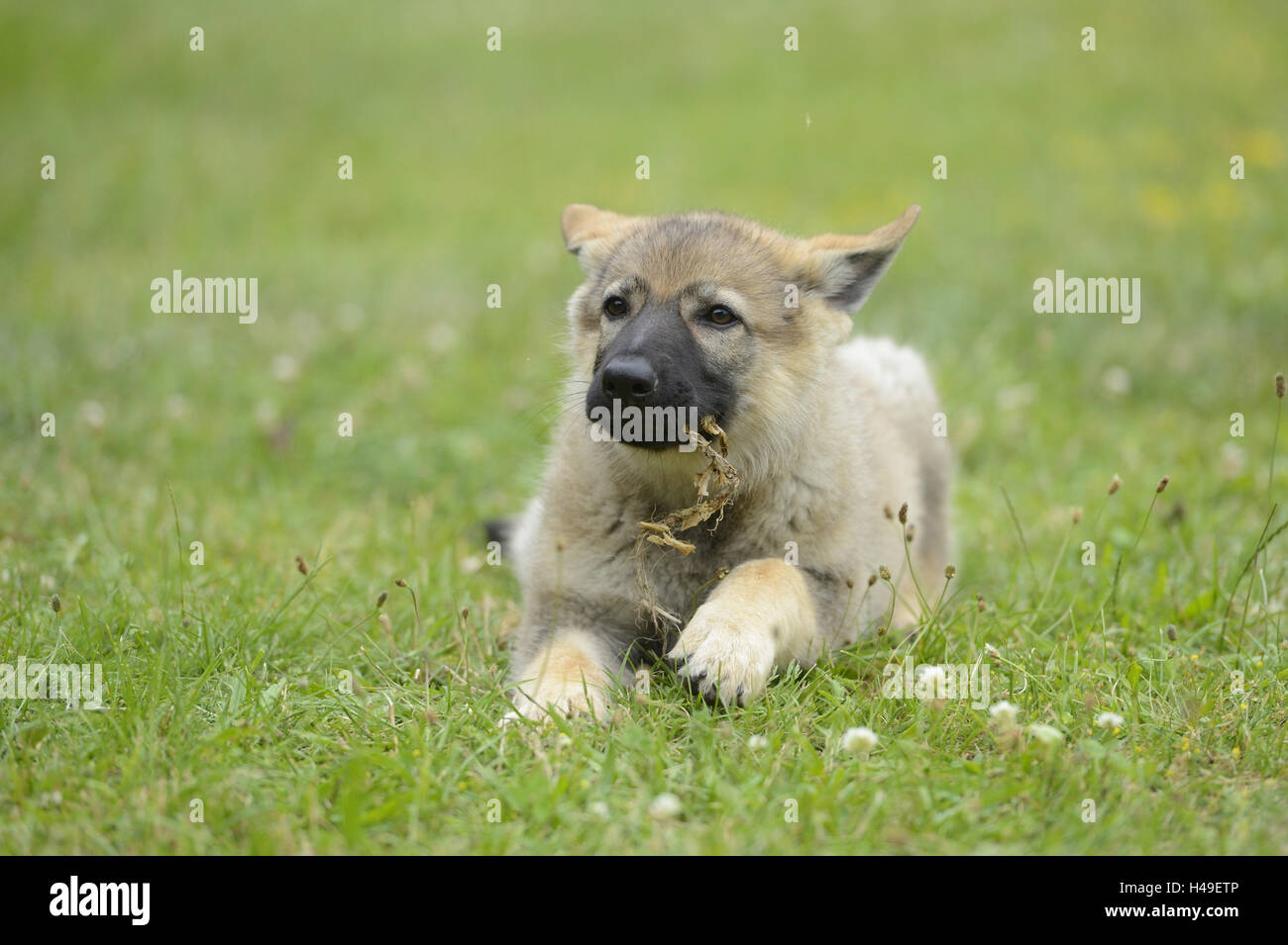 Thürner Alsatian, puppies, grey, beige, meadow, head-on, lie, view ...