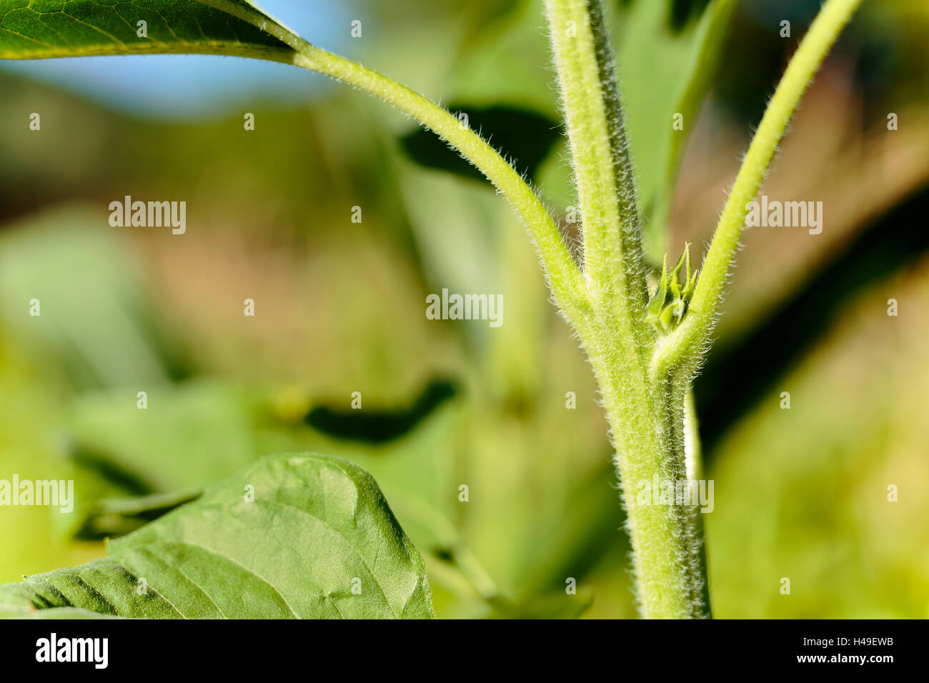 Macro of a sunflower stem. Horizontal take with natural light Stock ...