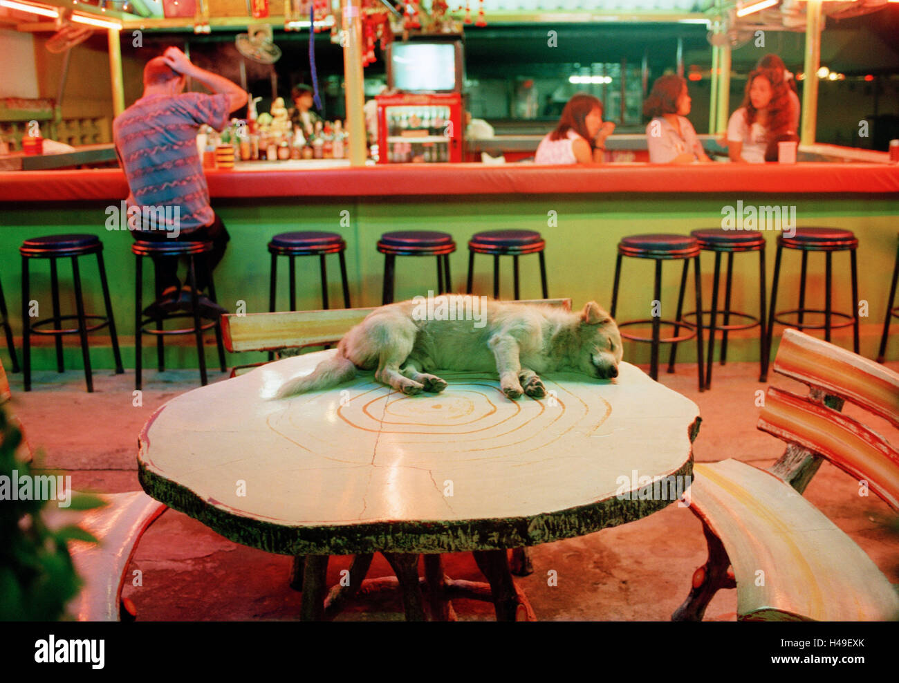 Locally, bar, table, dog, sleep, rest blur, no model release, person ...