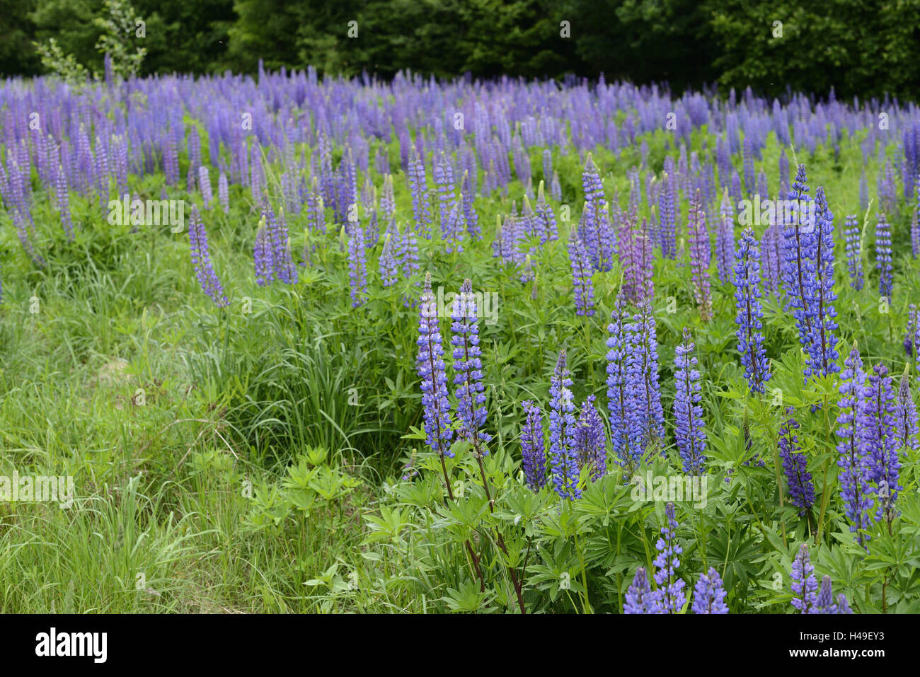 Blue lupin, Lupinus angustifolius, blossom Stock Photo - Alamy