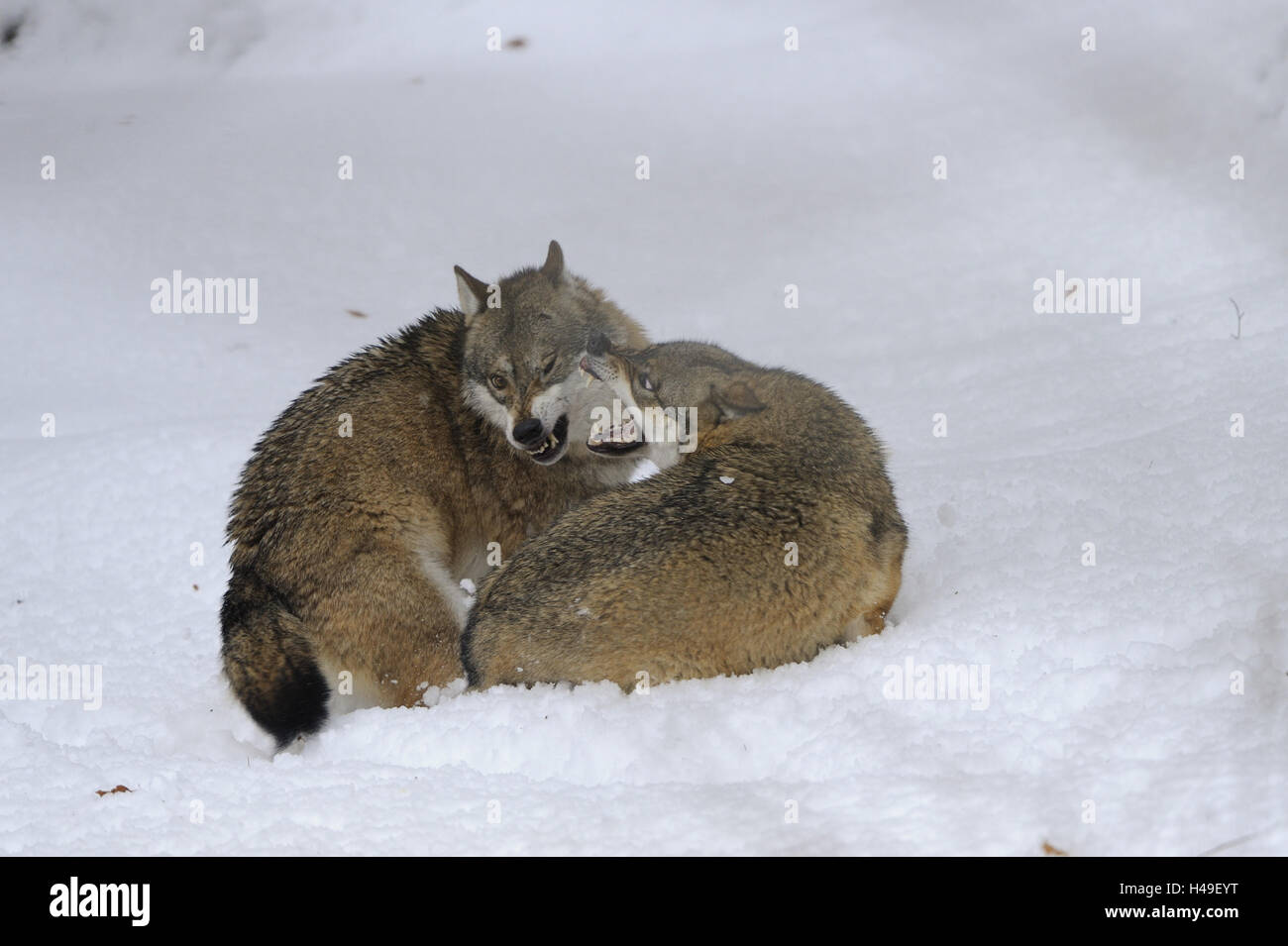 Wolves, fight, snow, winter, national park, grey wolves, wild dogs ...