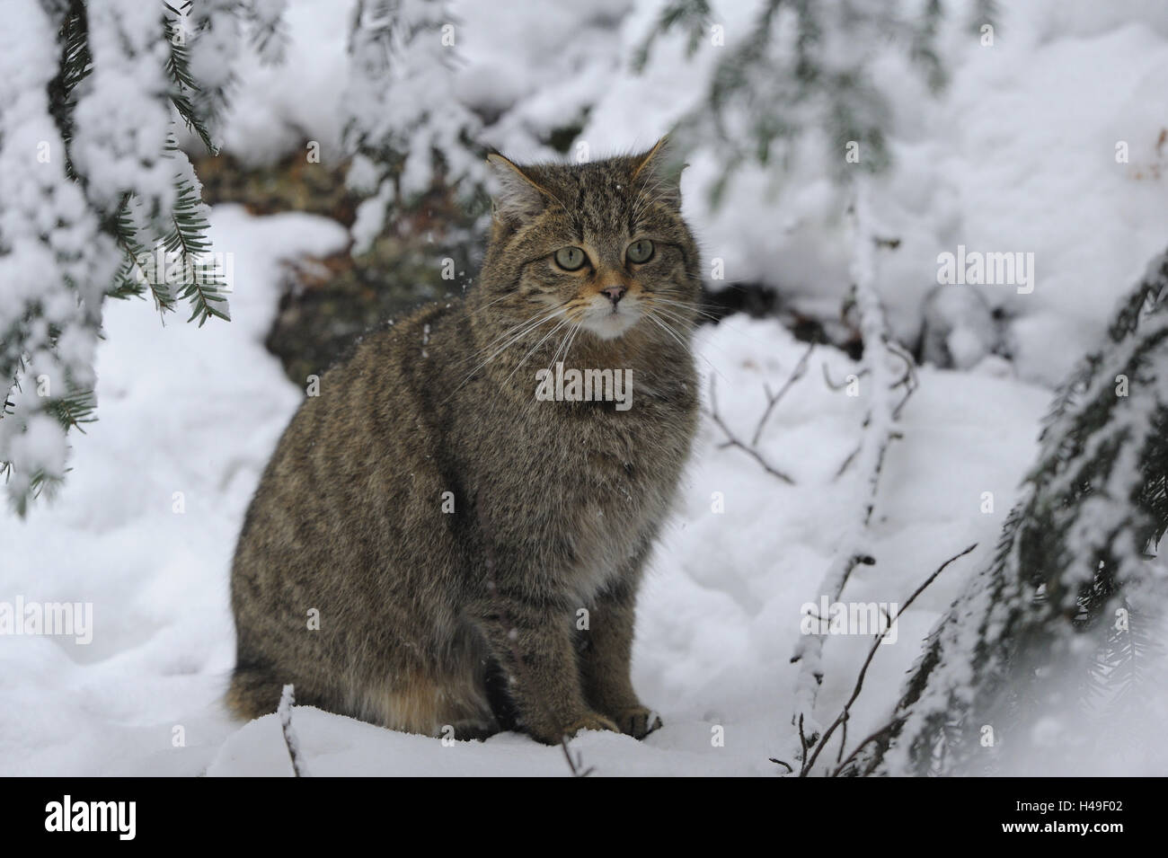 Wildcat, snow, sit, observe forest cat, winter, national park, snow ...