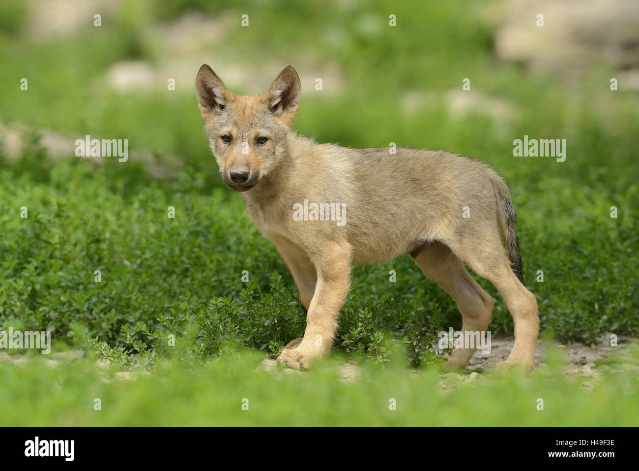 Timberwolf, Canis lupus lycaon, puppy, meadow, stand, at the side, view ...