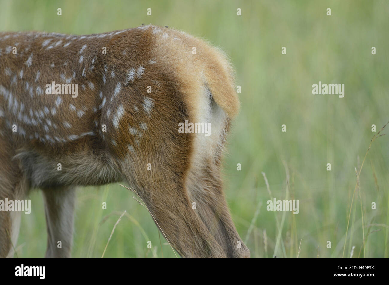 Red deer, Cervus elaphus, calf, back, at the side, detail Stock Photo ...
