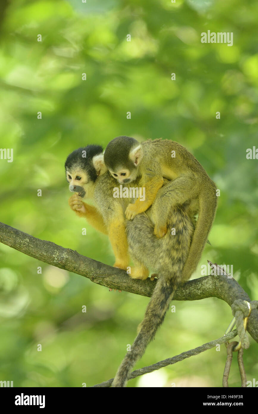 Usual death's-head monkeys, Saimiri sciureus, mother animal, young ...