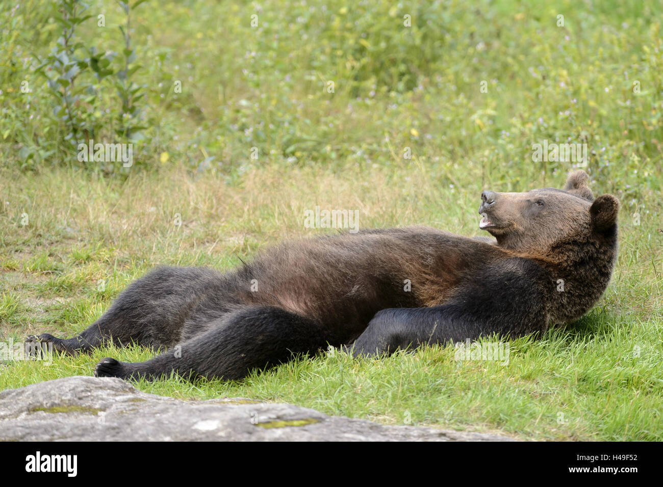 Brown bear relaxing on hi-res stock photography and images - Alamy