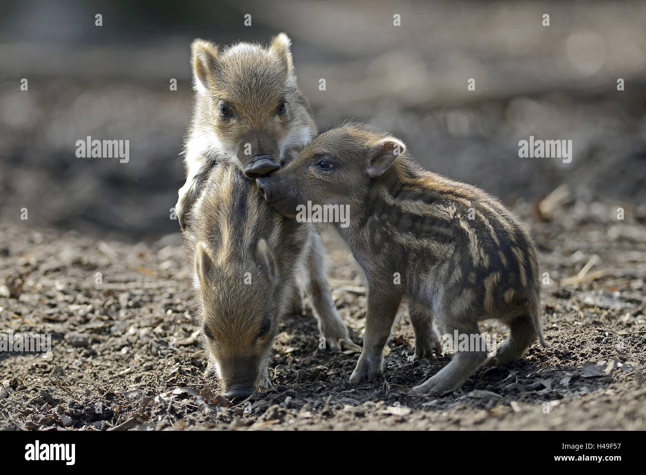Wild boar's young wild boars, play Stock Photo - Alamy