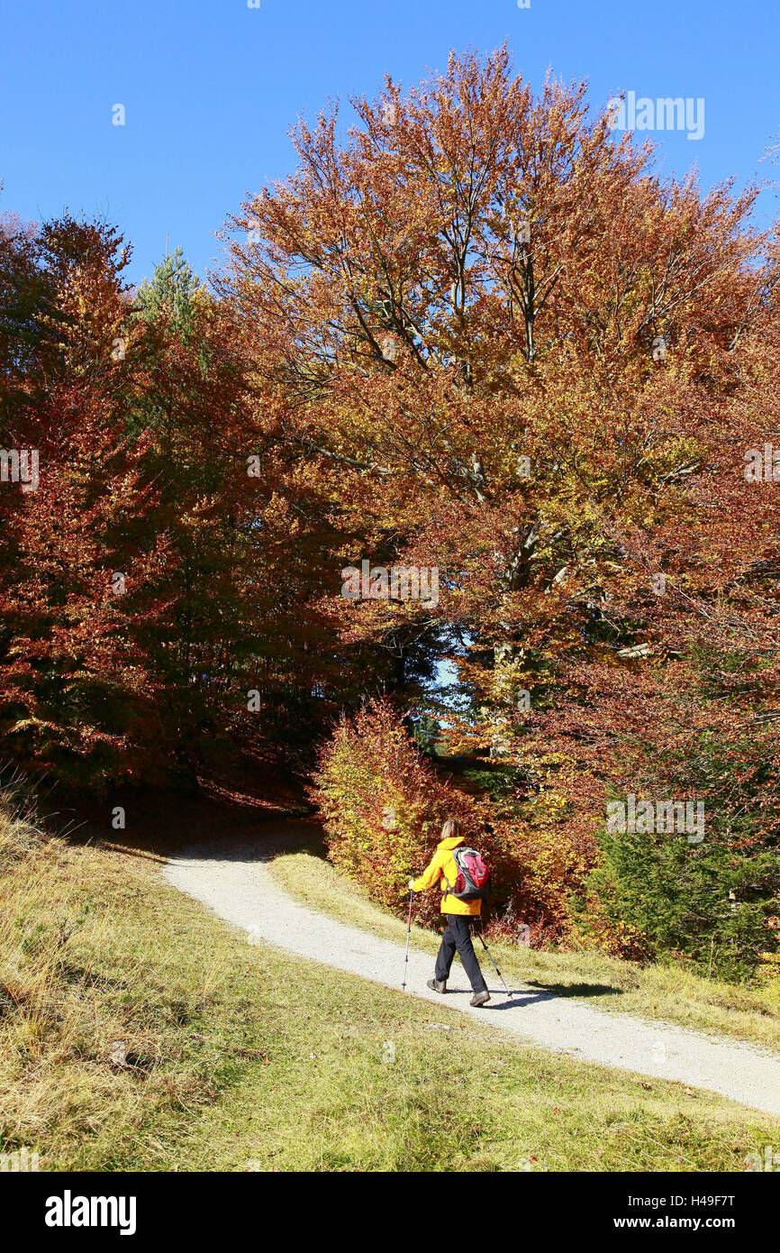 Woman, walk, autumn, trees, alp room, scenery, travelling area, person ...