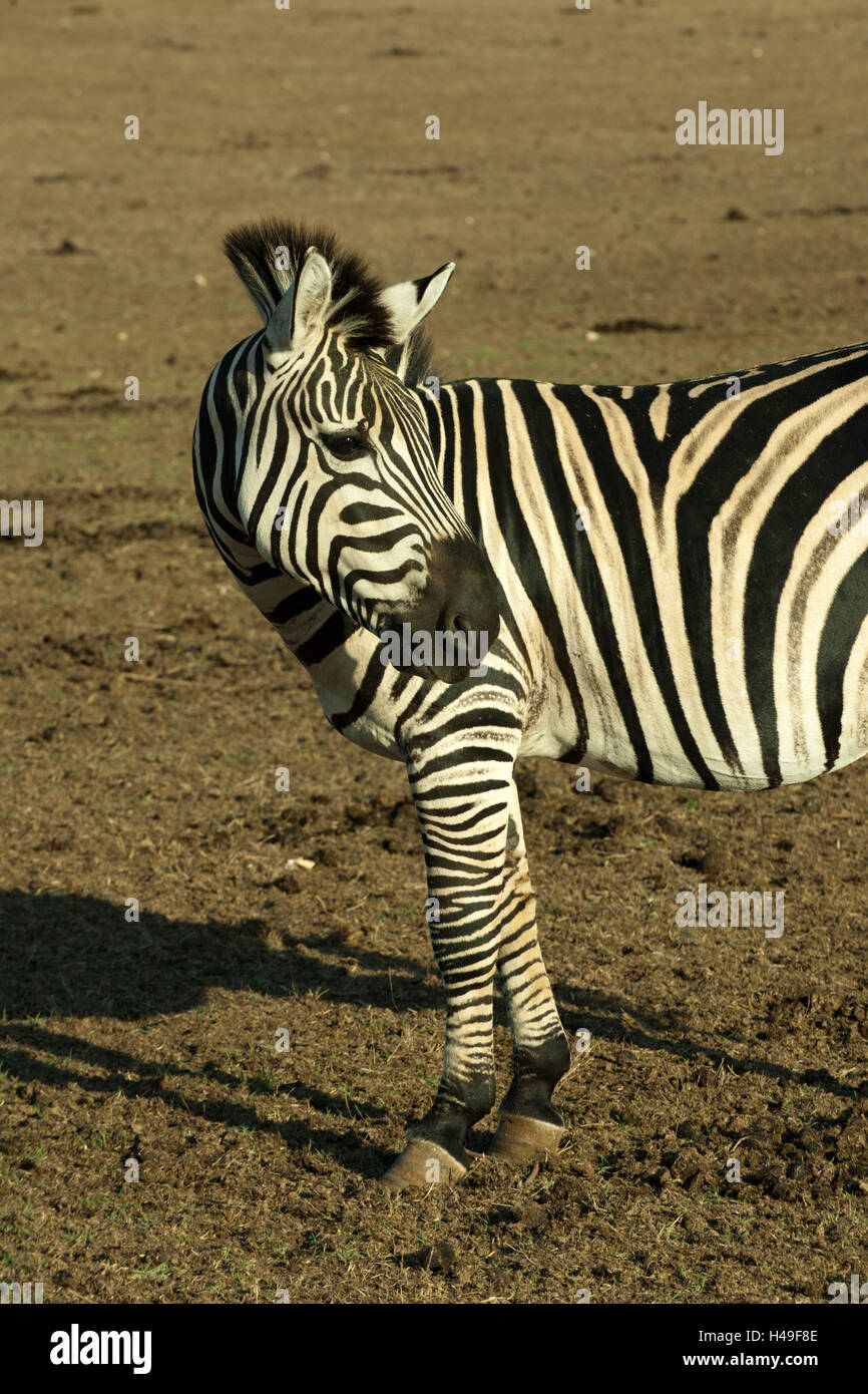 Animal enclosure hi-res stock photography and images - Alamy