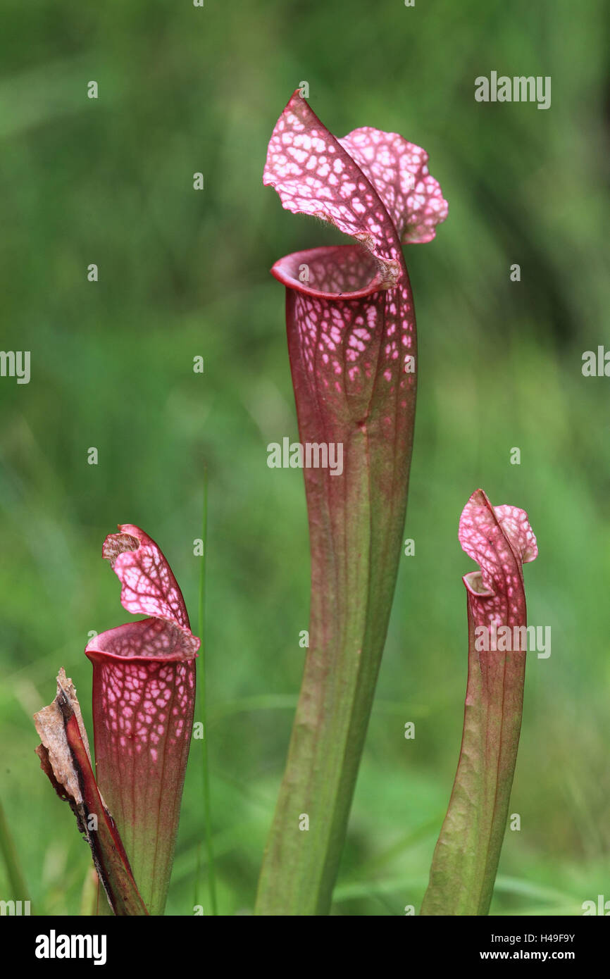 Flexible tubing plant plants hi-res stock photography and images - Alamy