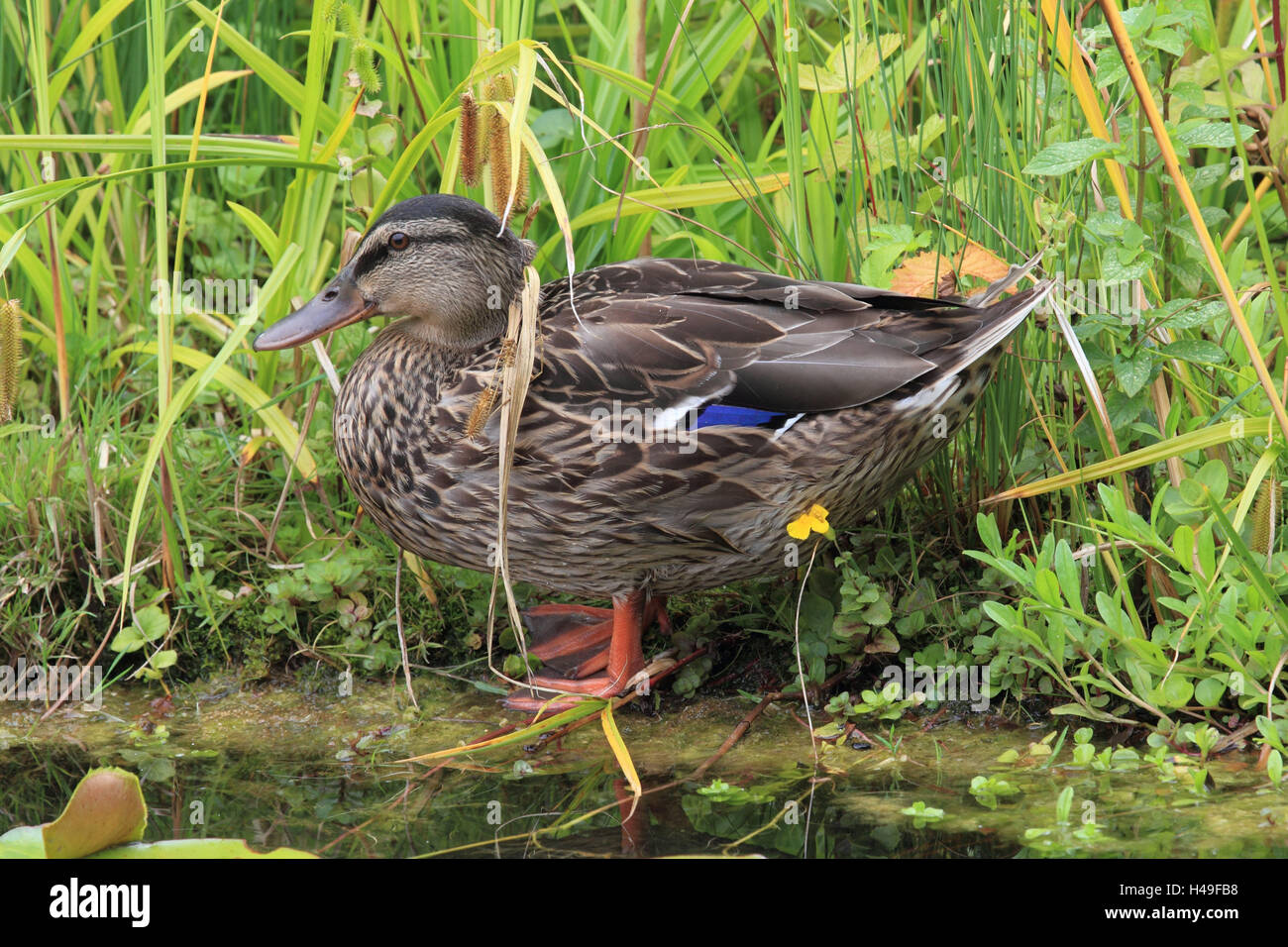 Mallard, female, side view, animal, anatids, landscape format, bird's ...