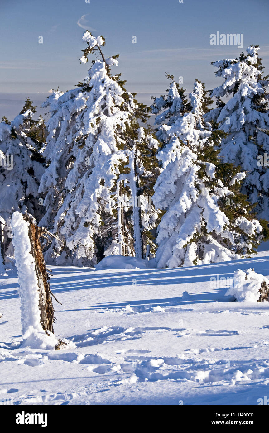 Germany, Lower Saxony, Harz (mountain range), firs, winter, scenery ...