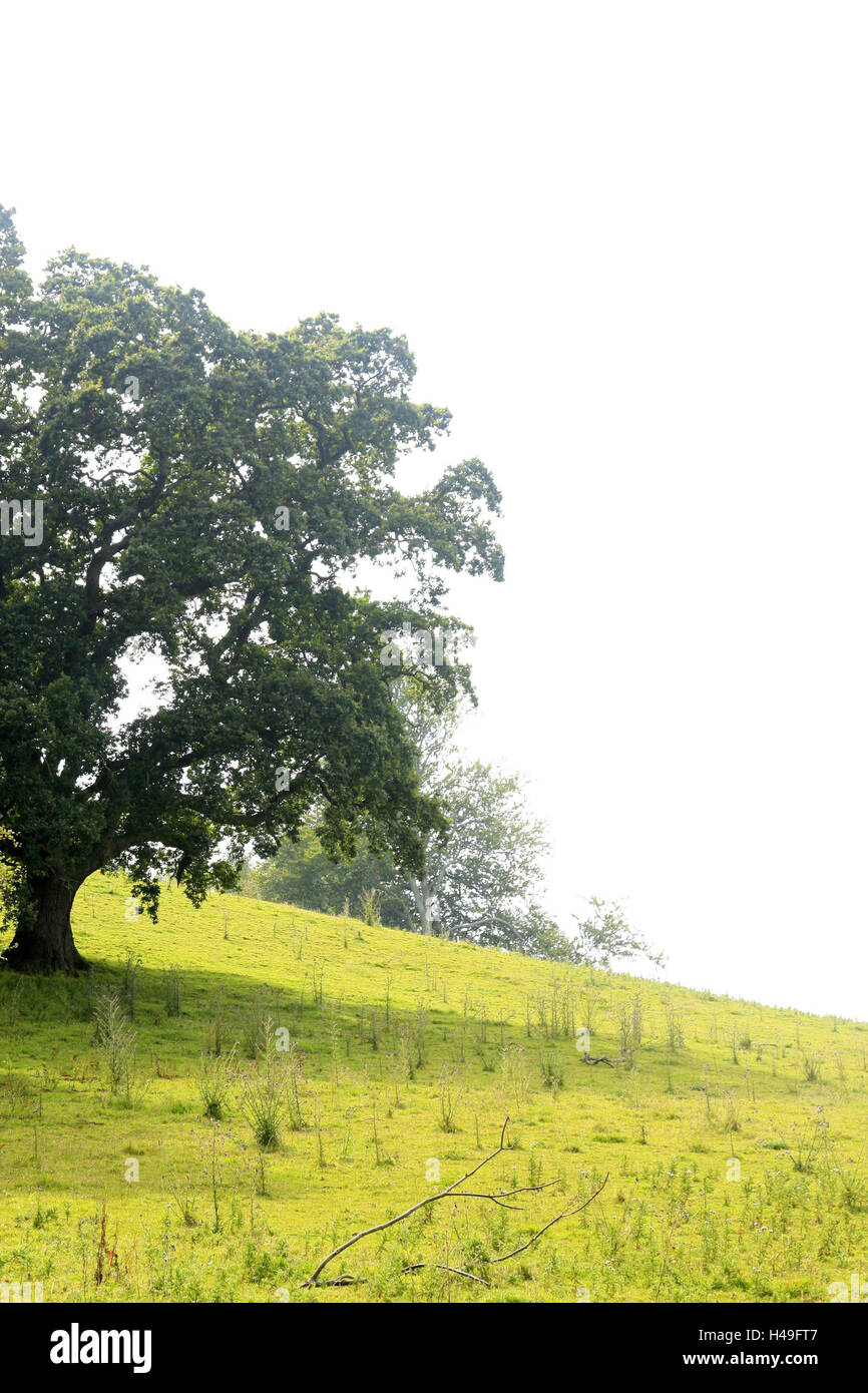 Grazed Back High Resolution Stock Photography and Images - Alamy